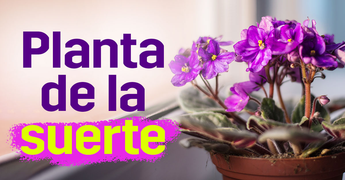 Plantas de interior de la buena suerte: qué flores vale la pena tener en casa - Simplemente Genial