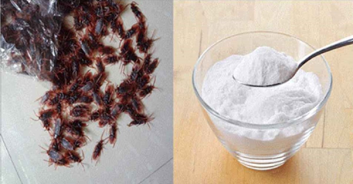 Remedio natural para eliminar las cucarachas del hogar